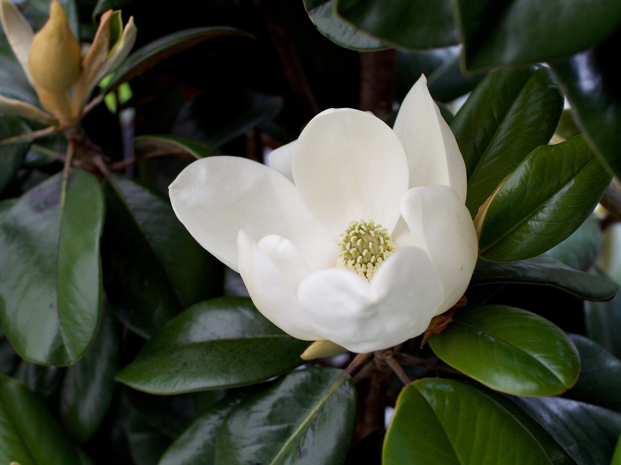 Growing magnolia trees in Brisbane - Brookfield Gardens