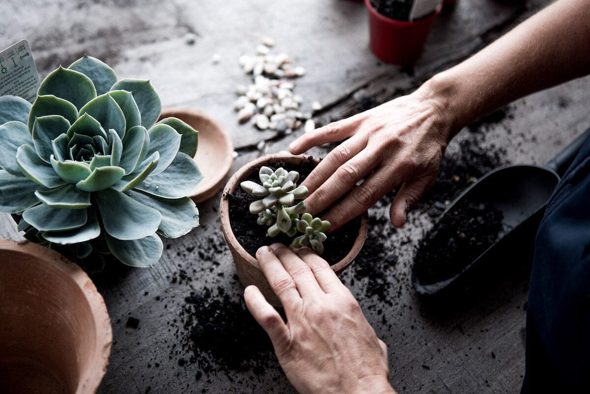 Super Simple Succulents - Brookfield Gardens