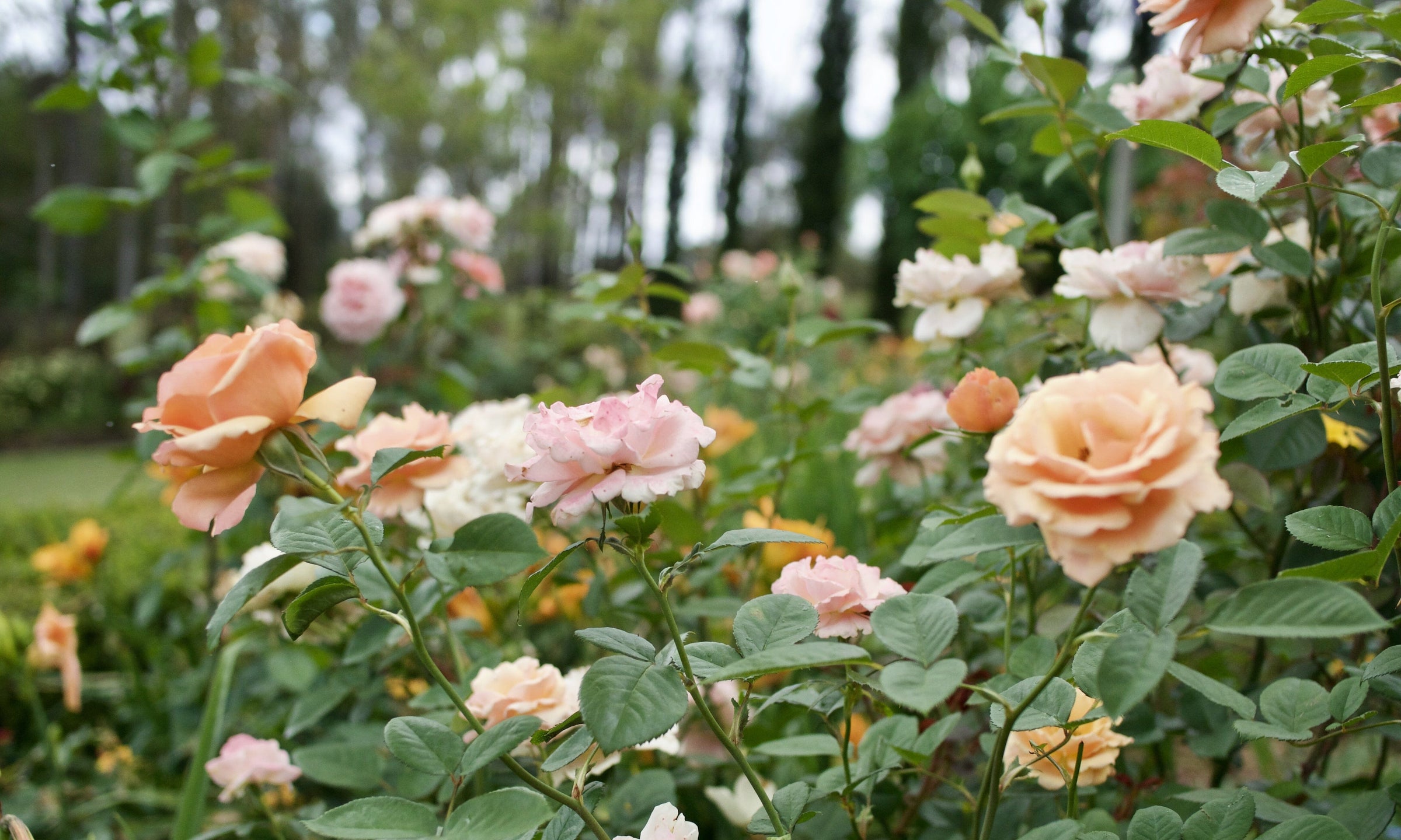 Bagged Rose Collection 2025