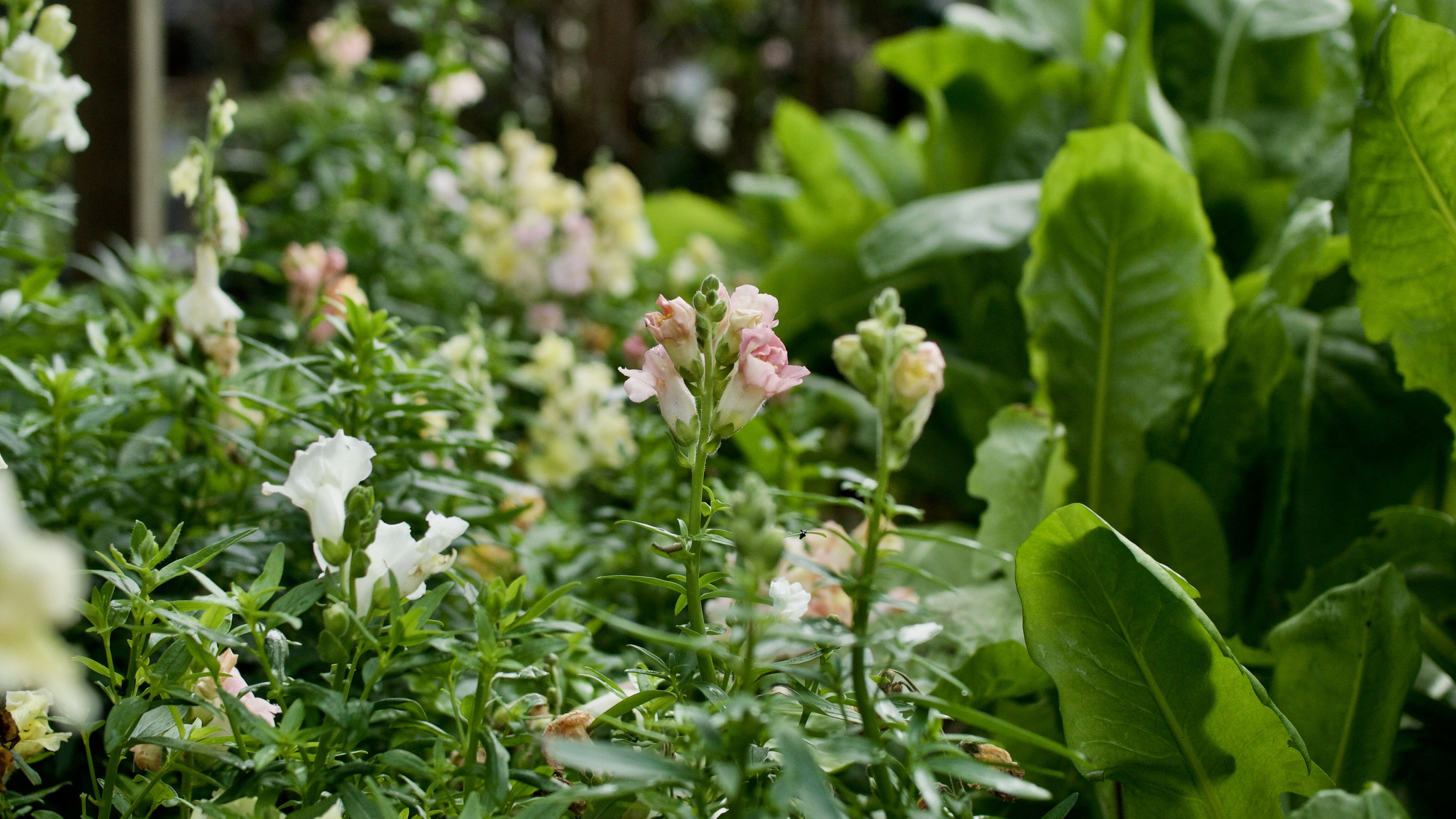 Shop All Plants – Page 7