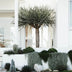 Dracaena draco, Dragon Tree