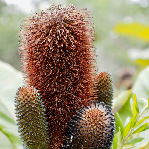 Banksia robur, Swamp banksia
