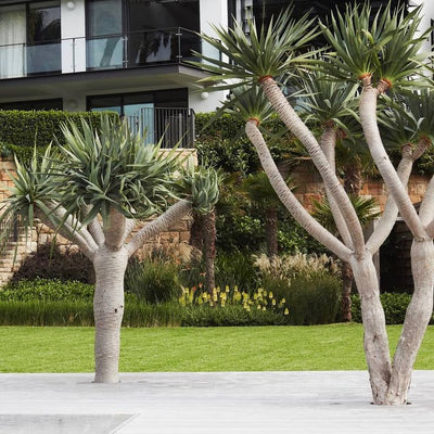 Dracaena draco, Dragon Tree