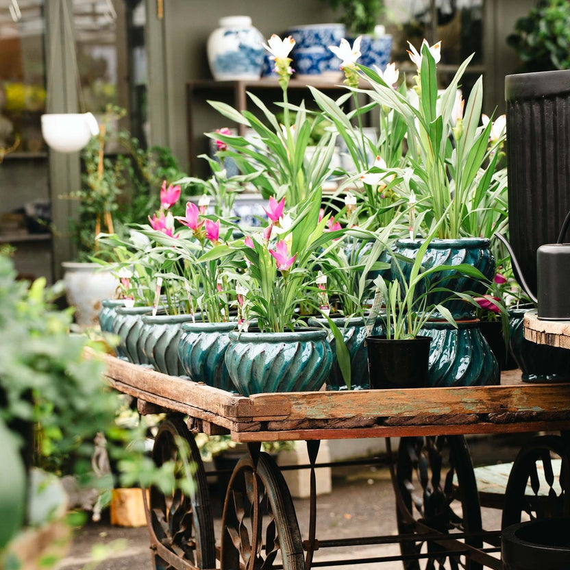 Growing Roses in Brisbane