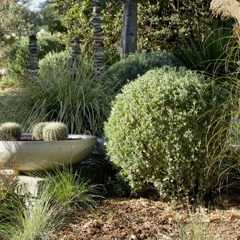 Growing Olive Trees in Brisbane: A Mediterranean Touch for Brisbane Ga