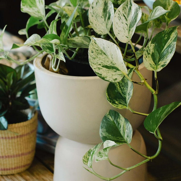 Epipremnum Marble Queen