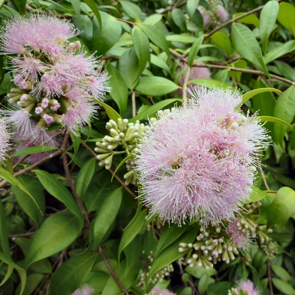 Cascade or Weeping Lilly Pilly, Syzygium