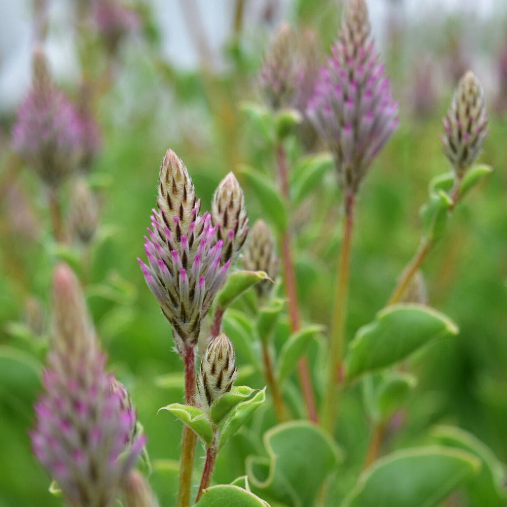 Ptilotus, Joey, Mulla Mulla