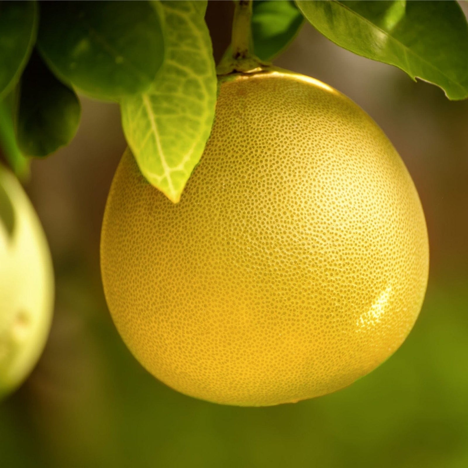 Citrus, Tahitian Lime