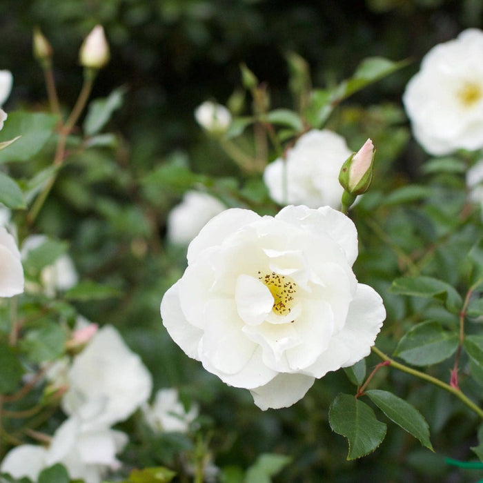 Floribunda Rose 'Iceberg'