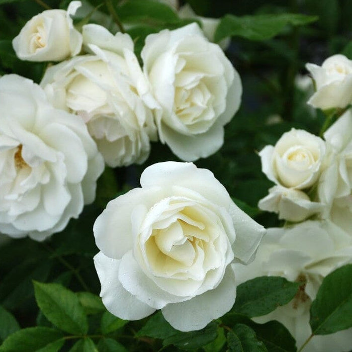 Floribunda Rose 'Iceberg'