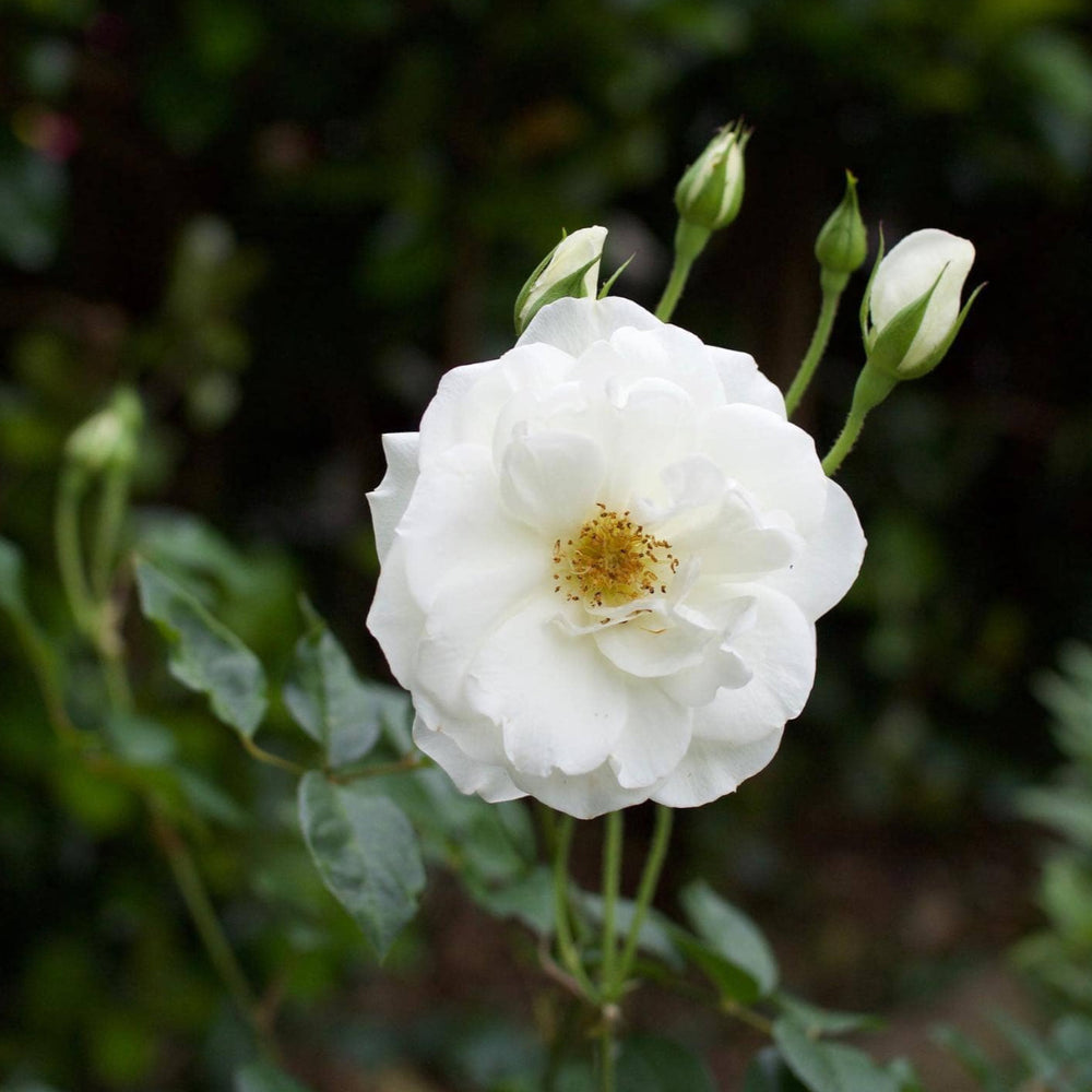 Floribunda Rose 'Iceberg'