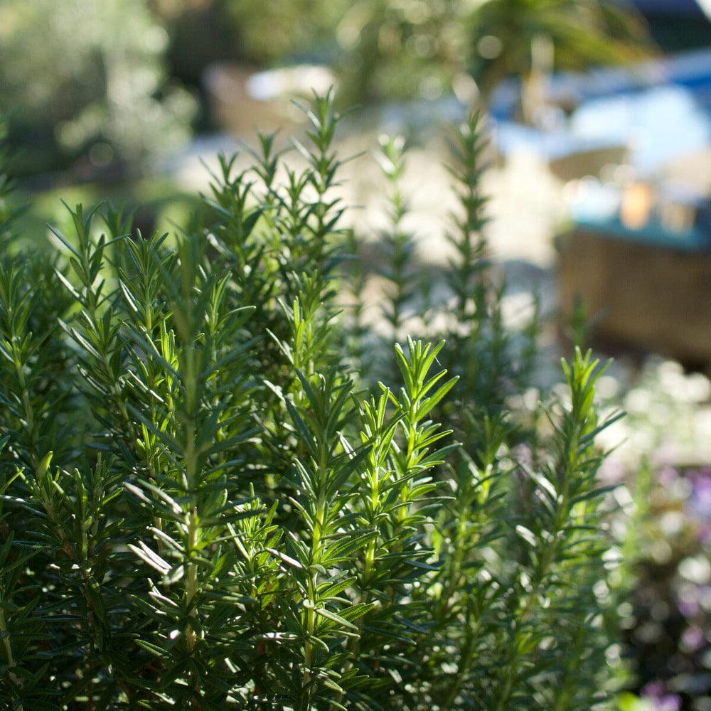 Rosemary