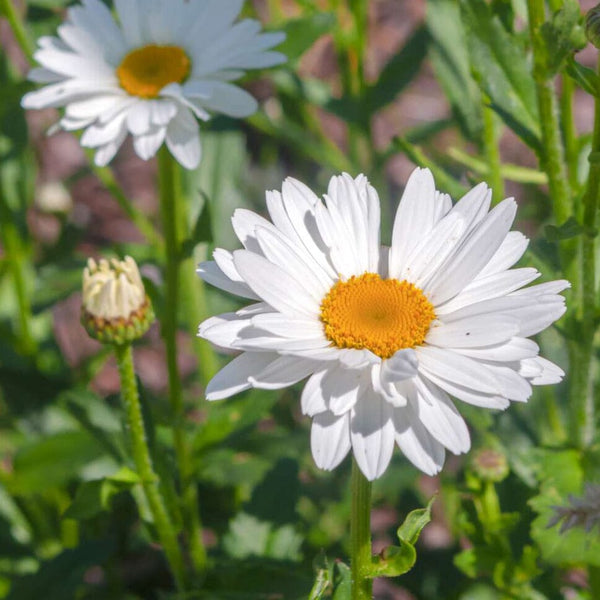 White Daisy Leaves 28 Types Of Daisies To Grow In Your Garden