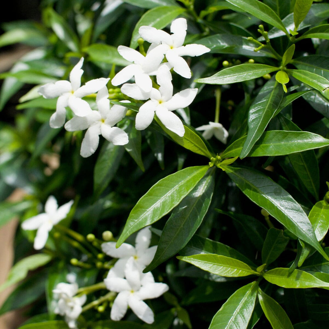 Tabernaemontana corymbosa 'Little Emerald'