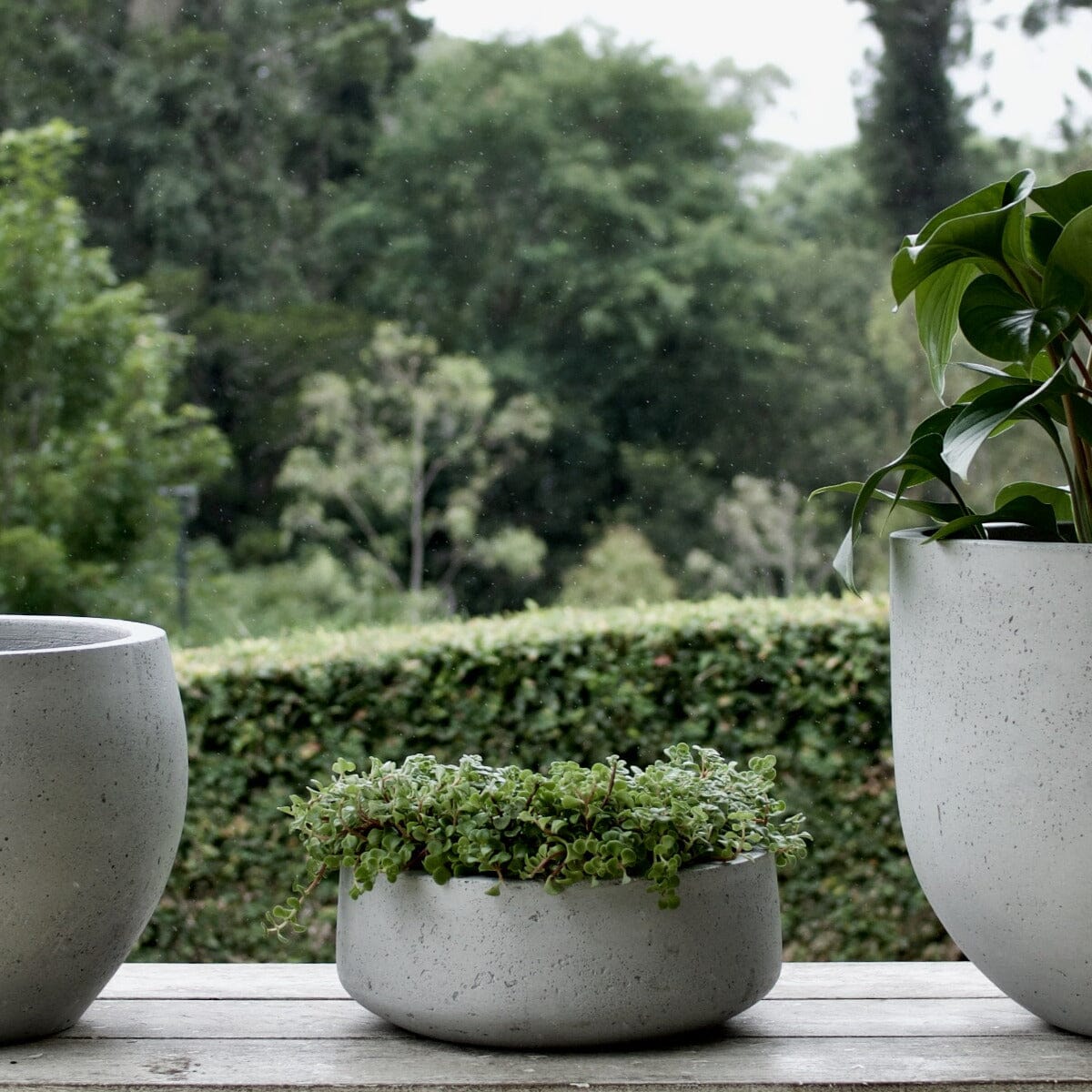 Urban Low Bowl - Brookfield Gardens