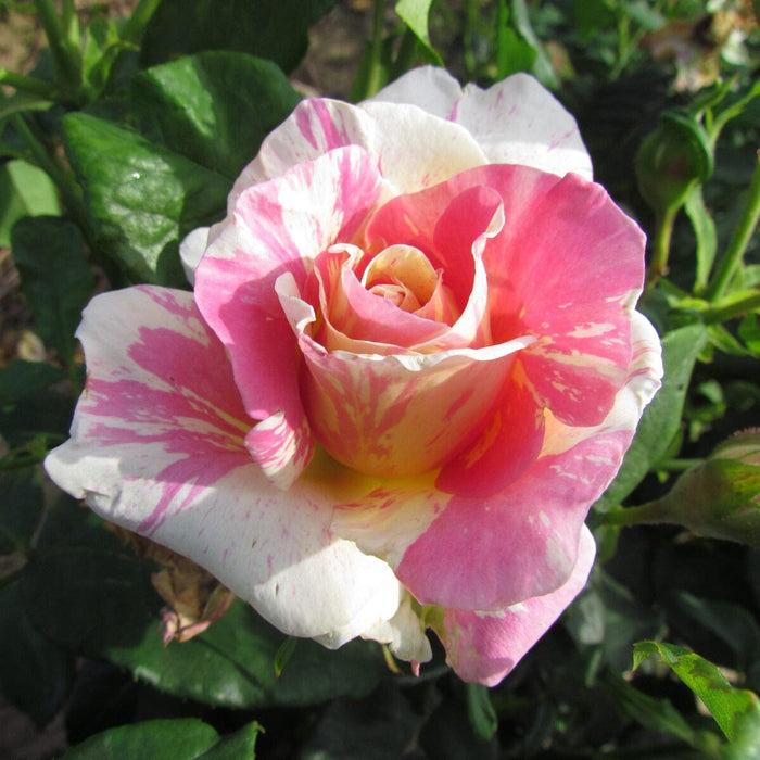 Shop All Products - Brookfield Gardens