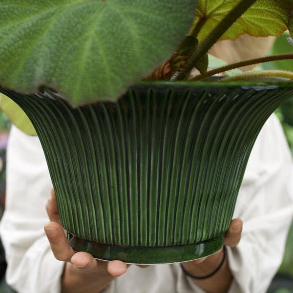 Daisy Green Emerald Pot - Brookfield Gardens